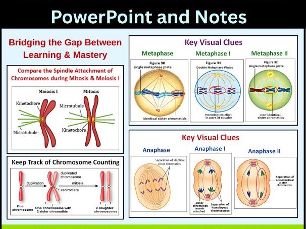 Cell Cycle, Mitosis & Meiosis PowerPoint, Lecture Notes & Student Fill ...