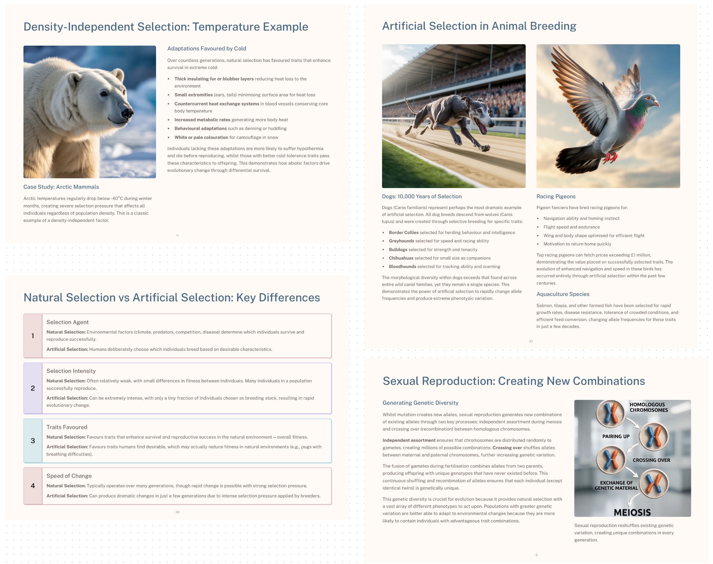IB DP Biology D4.1 Natural Selection Teaching Notes & PowerPoint 2026 ...