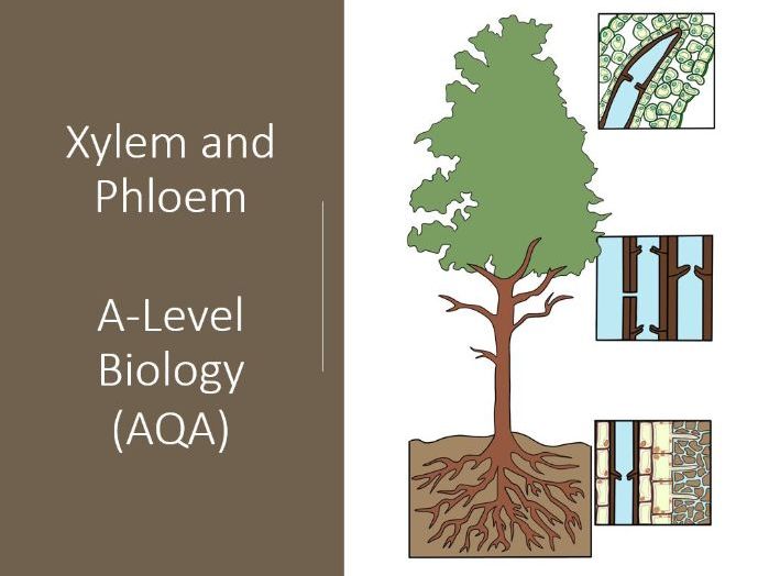 Xylem And Phloem Worksheet Worksheet