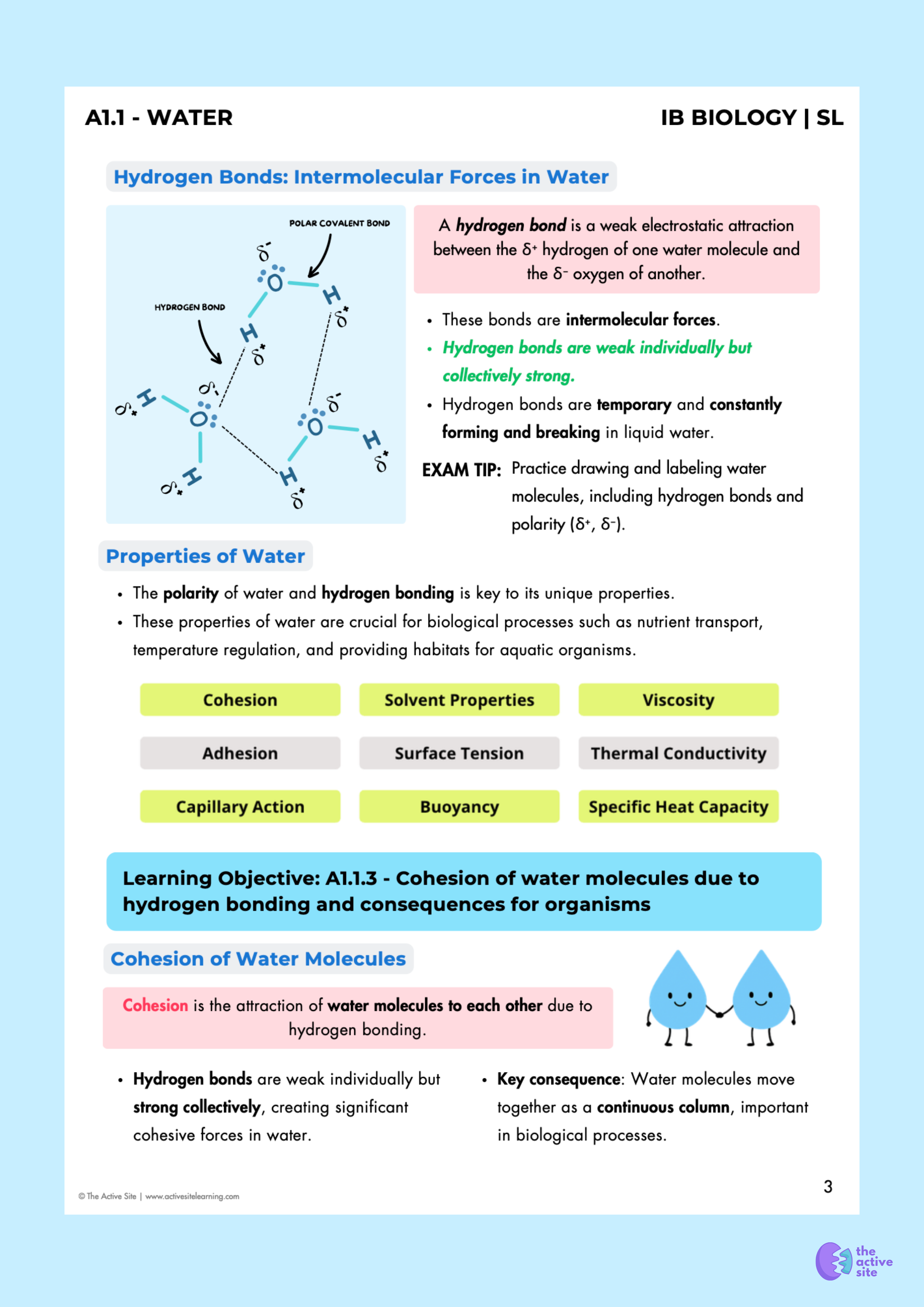 IB Biology SL & HL - A1.1 Water Study Guide & Summary Quiz (New ...