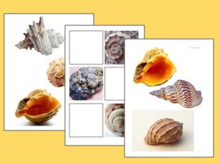 Shells Worksheets (Natural Forms) | Teaching Resources