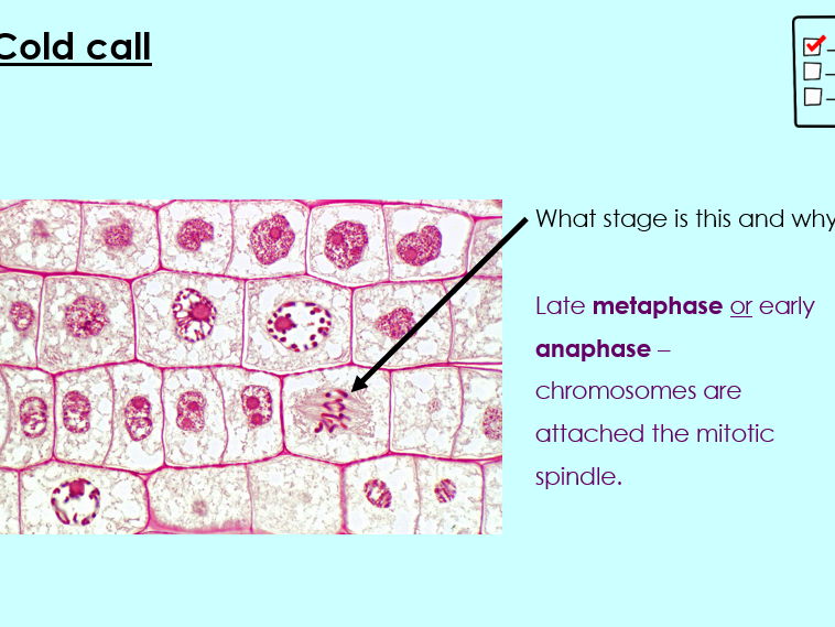 OCR A - A Level Bio, Mitosis in plant tissues (microscopy), 2.1.6 (d ...