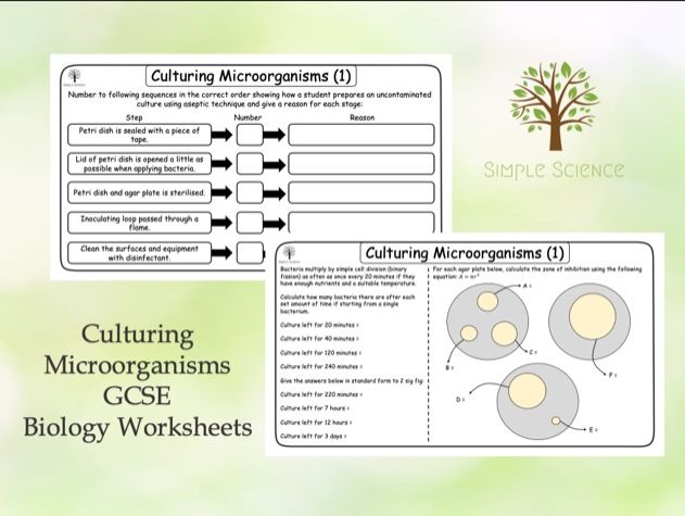 GCSE Biology - Culturing Microorganisms (Triple) Worksheets | Teaching ...