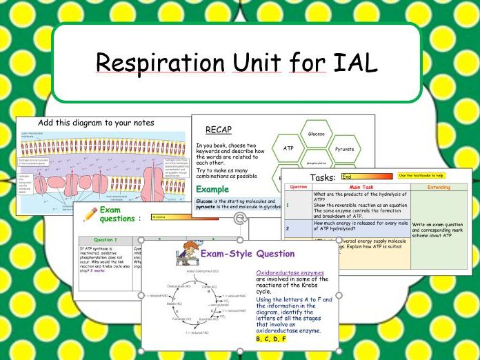 IAL Respiration Unit | Teaching Resources