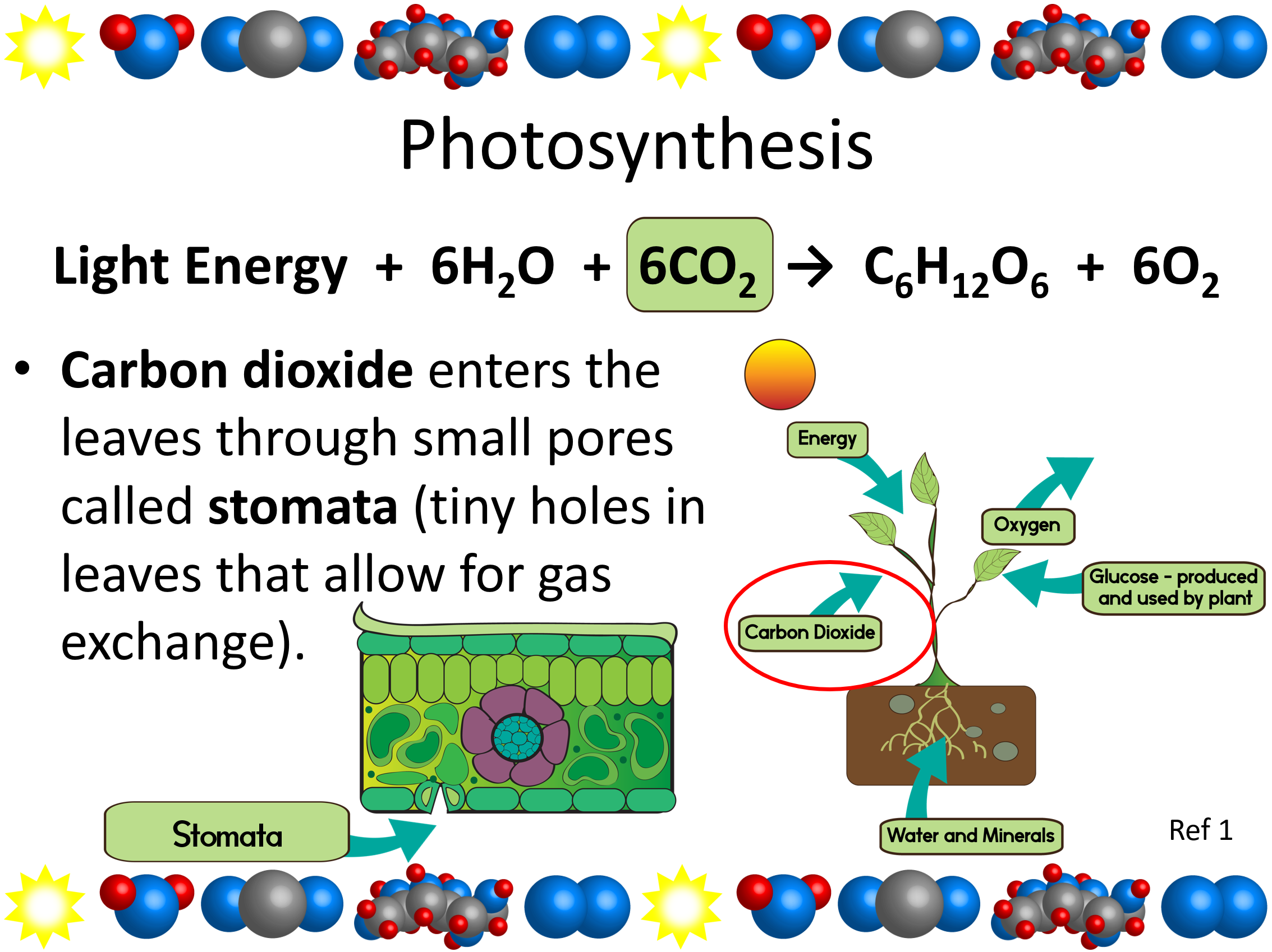 Photosynthesis slideshow | Teaching Resources