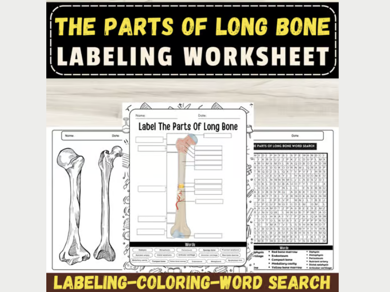 Label The Parts Of Long Bone Anatomy: September Labeling Worksheets ...