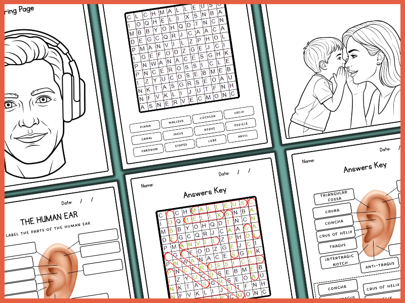 Human Ear Parts | The Five Senses | Hearing & Sound | Labeling ...