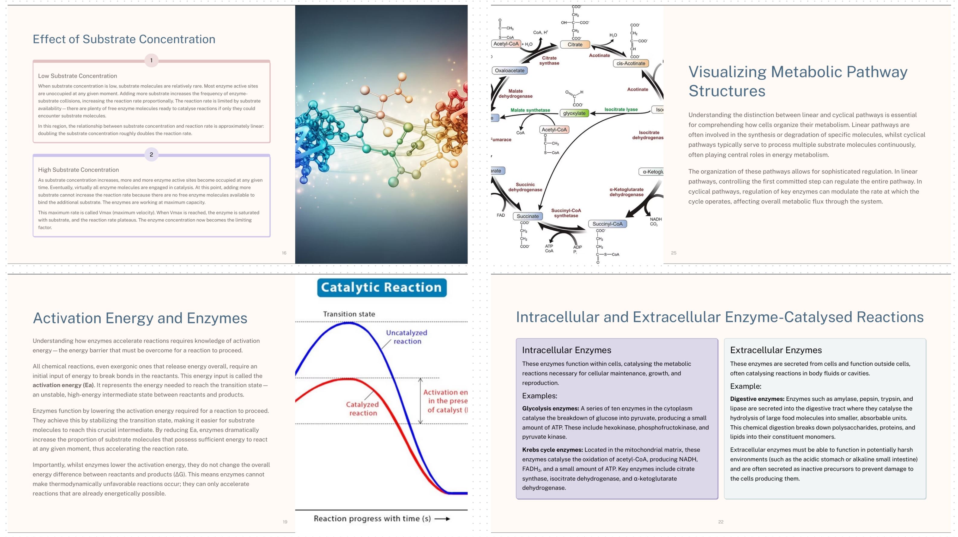 IB DP Biology C1.1 Enzymes & Metabolism Teaching Notes & PowerPoint ...