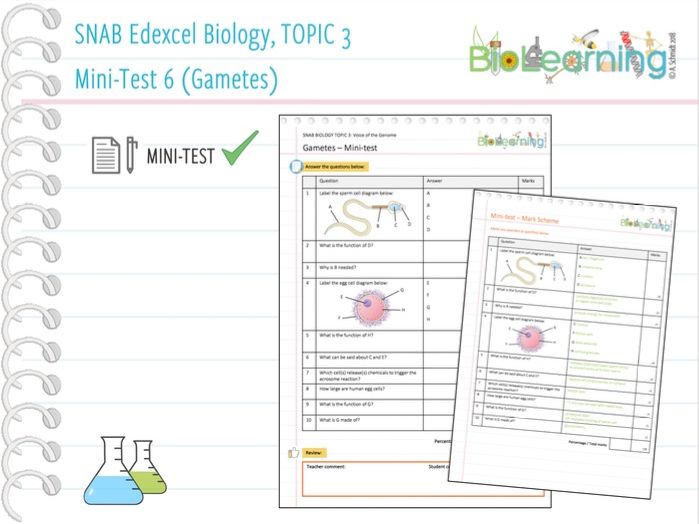 Gametes - Mini-test (KS5) | Teaching Resources