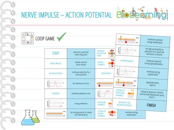 Action potential / Nerve impulse - Loop Game (KS5) | Teaching Resources