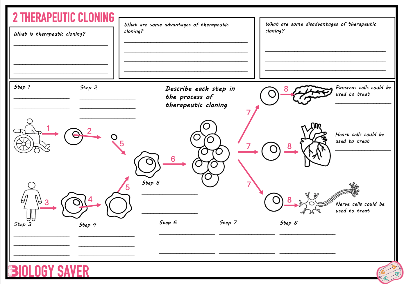 GCSE Biology Revision mats - 2 Cell Division | Teaching Resources