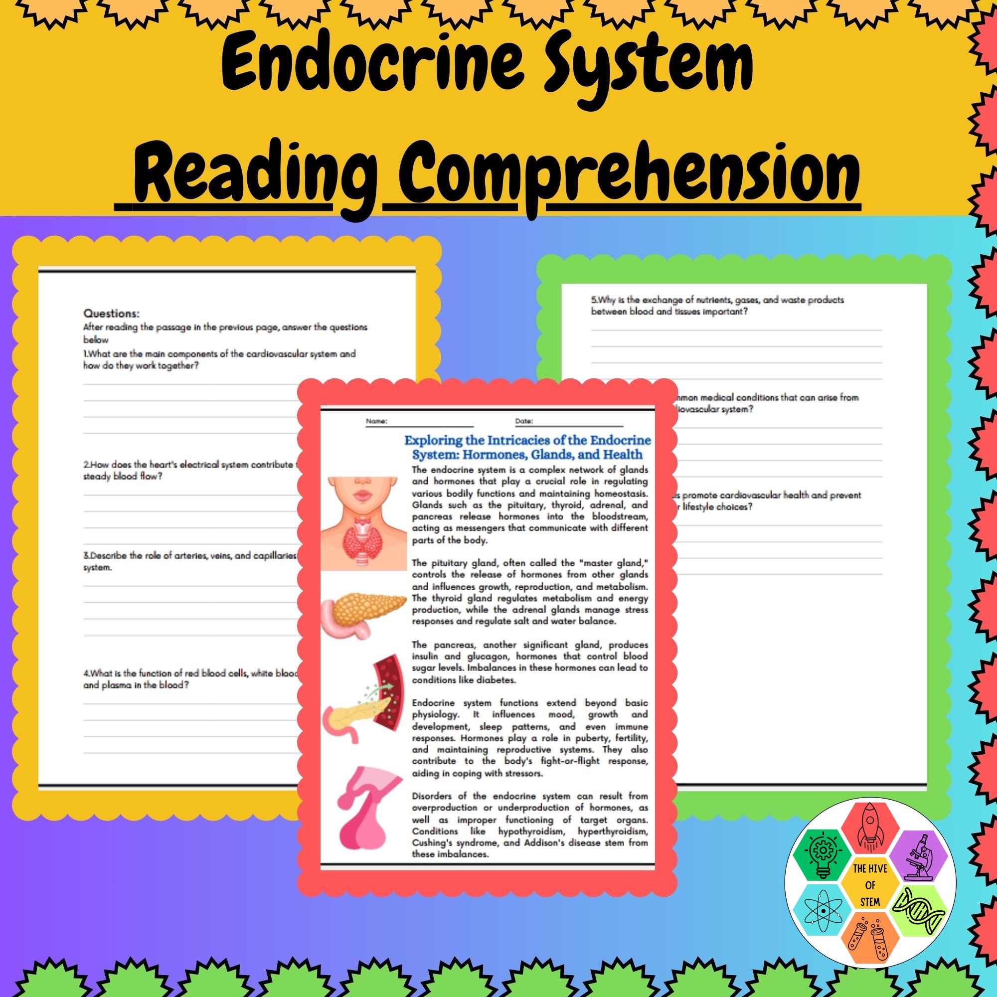 Human Body Systems | Endocrine System | Reading Comprehension | Teaching Resources