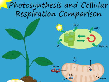 Photosynthesis and Cellular Respiration Comparison Worksheets ...