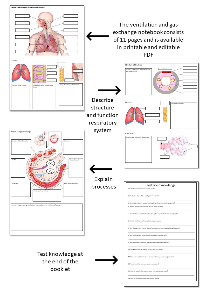 BTEC Applied Science Unit 5 - Biology: Ventilation and Gas Exchange ...