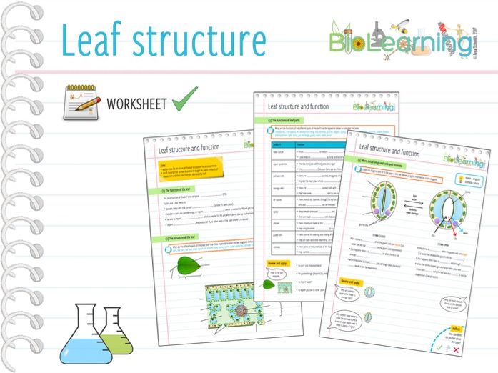 Leaf Structure Worksheet KS3 KS4 Teaching Resources