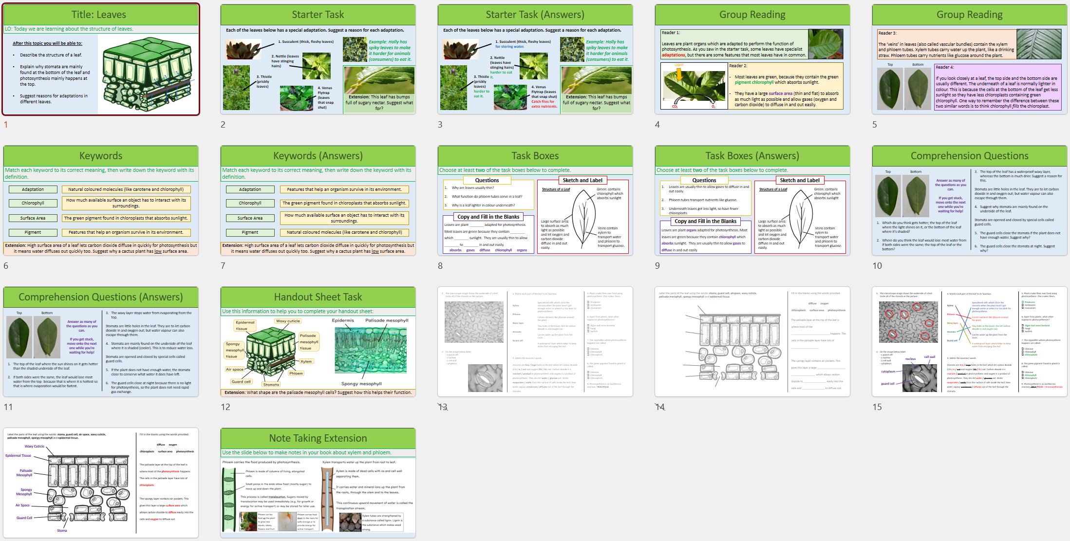 Leaves ~ KS3 ~ Year 8 | Teaching Resources
