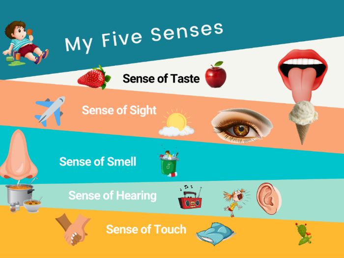 My Five Senses Worksheets with Classroom Poster | Teaching Resources
