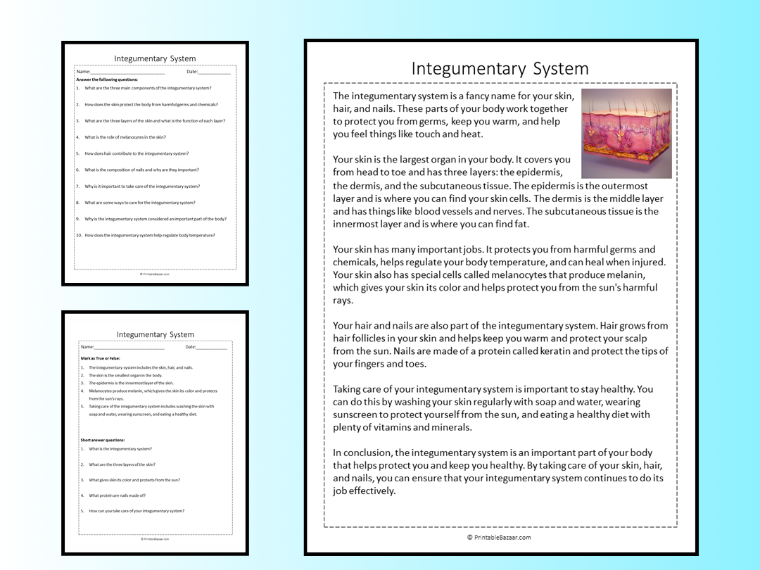 Integumentary System Reading Comprehension Passage Printable Worksheet ...