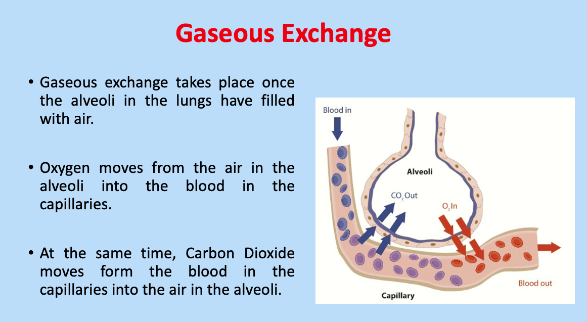 GCSE 9-1 PE - Gas Exchange lesson | Teaching Resources