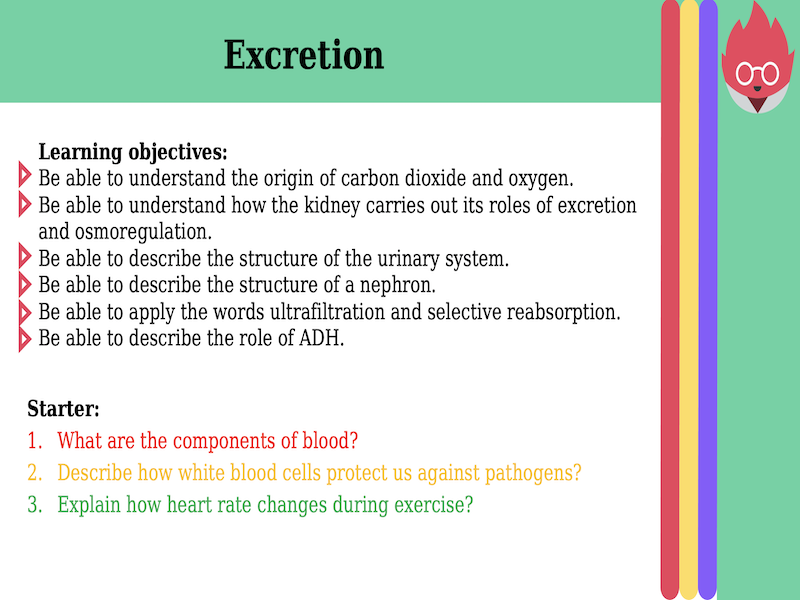 IGCSE Edexcel Biology (9-1) Kidney structure and function (Excretion ...