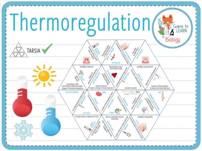 Thermoregulation - 7x Games and Activities (KS4/5) | Teaching Resources
