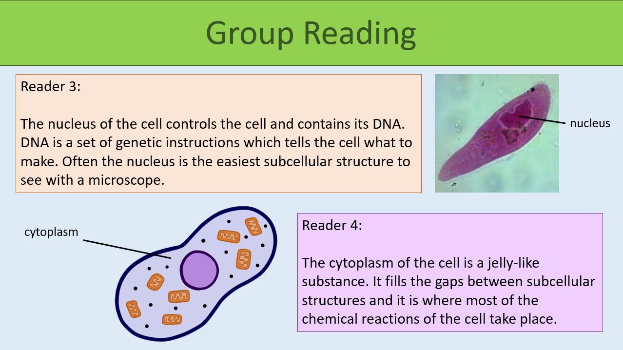 Plant and Animal Cells ~ KS3 ~ Year 7 | Teaching Resources