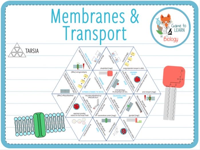 Membranes & Transport - Tarsia (KS5) | Teaching Resources