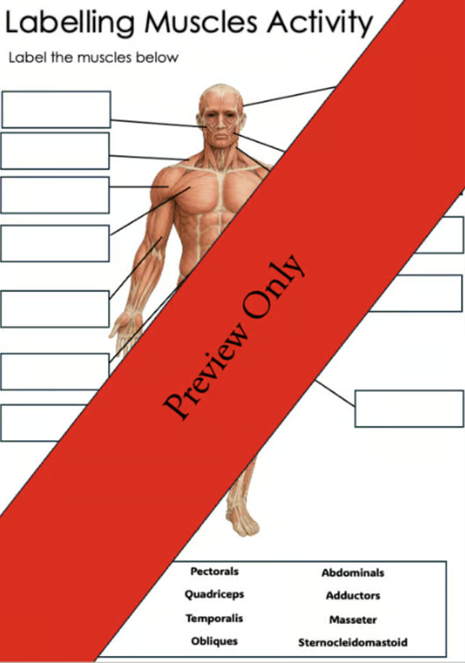 Muscular System Labelling Worksheet | Human Muscles Anatomy Diagram ...