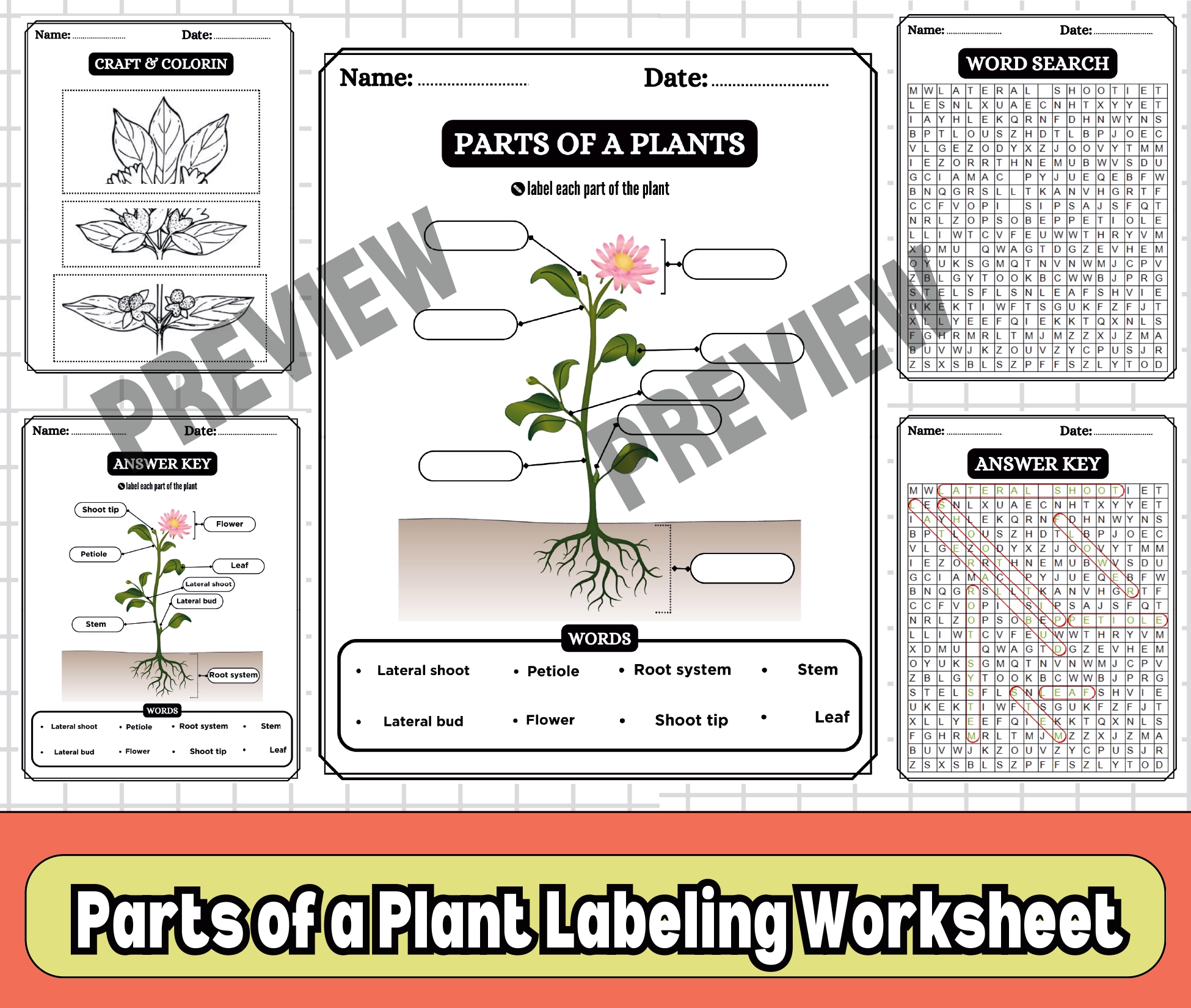 Plant Parts for Kids – Fun Worksheets, Coloring, Word search and ...
