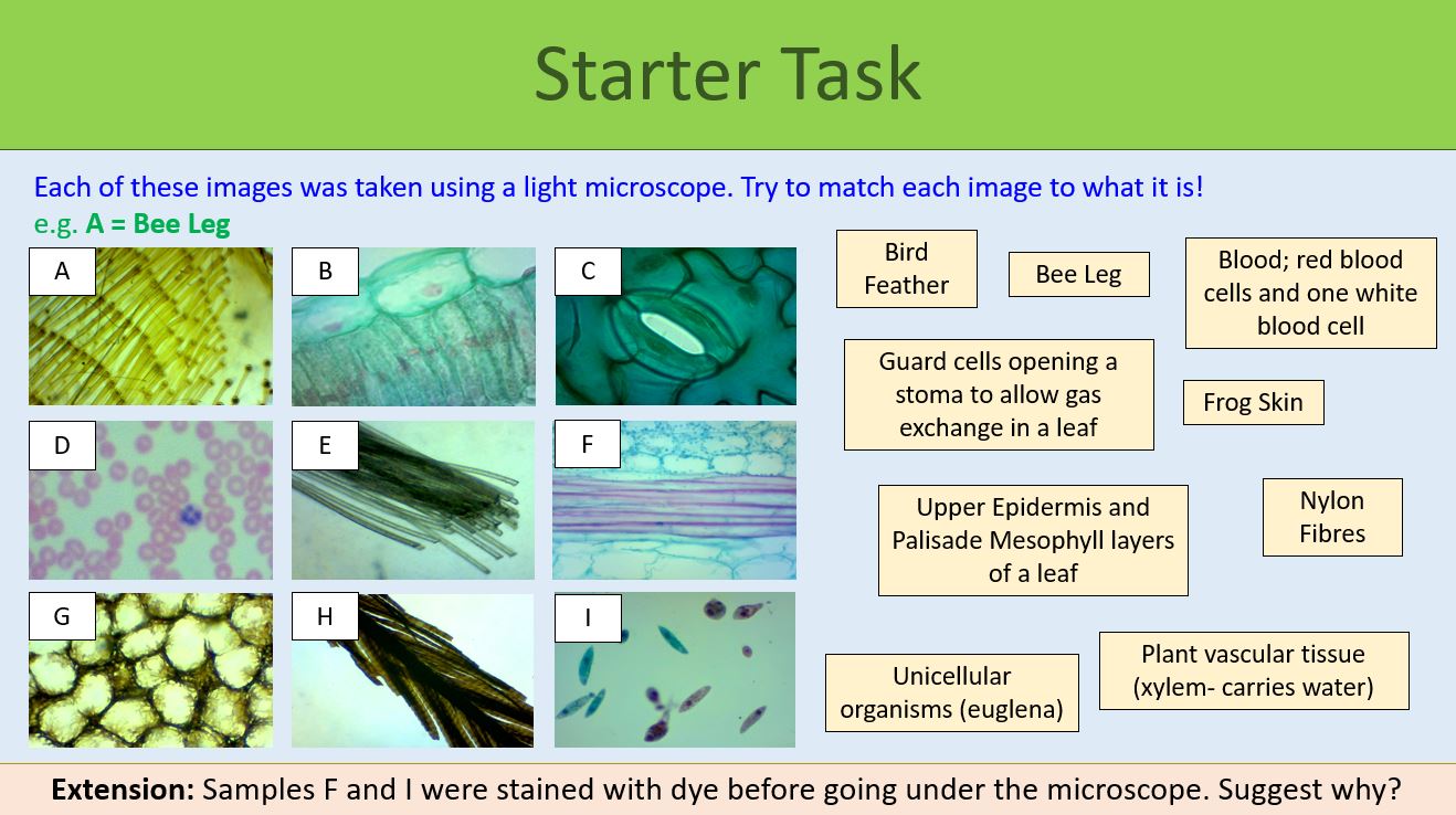 Microscopy ~ KS3 ~ Year 9 | Teaching Resources