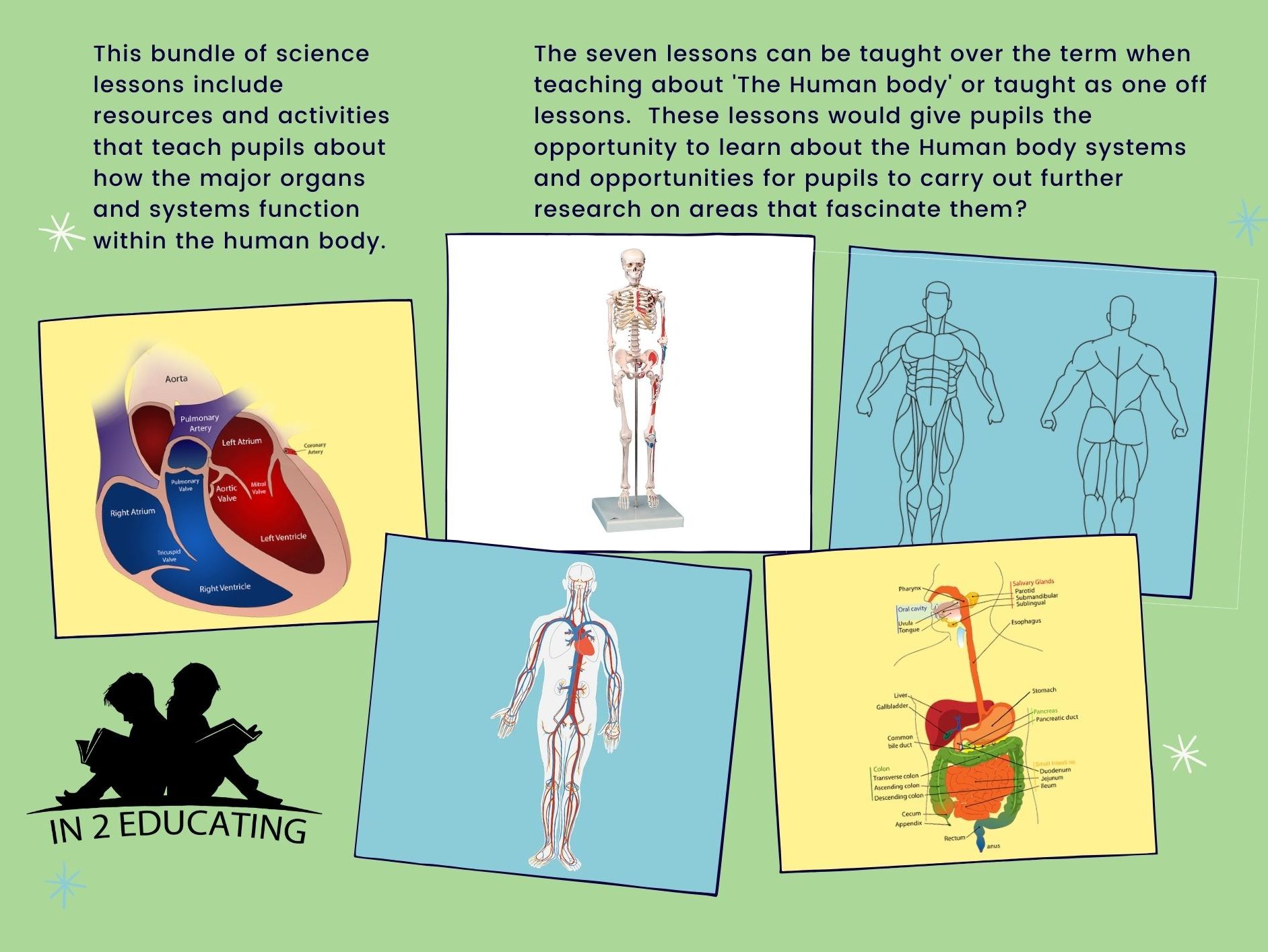KS2 Science Human Body Systems Bundle Teaching Resources