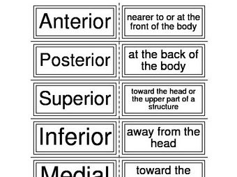 Body Directions, Planes, Cavities, and Regions Review Bundle | Teaching ...