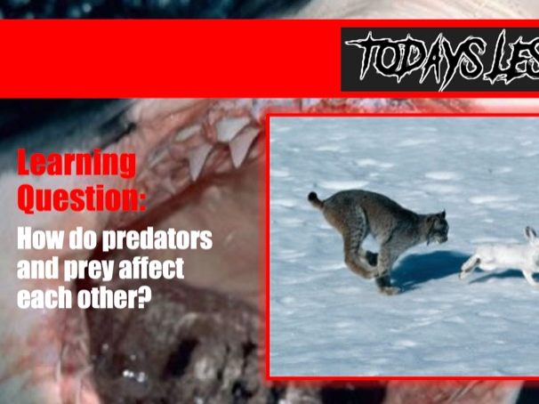 Predator / Prey Relationships | Teaching Resources