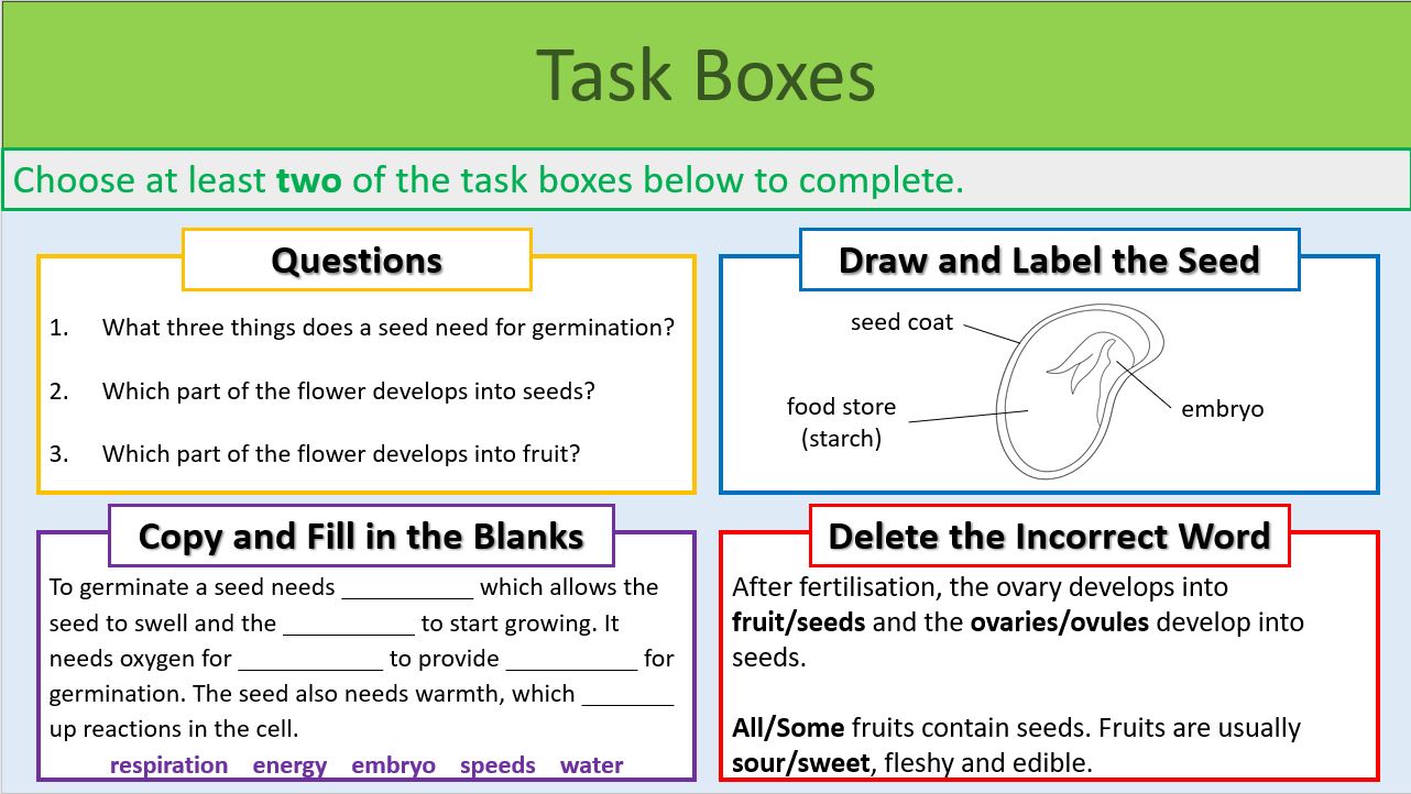 Fertilisation and Germination ~ KS3 ~ Year 7 | Teaching Resources