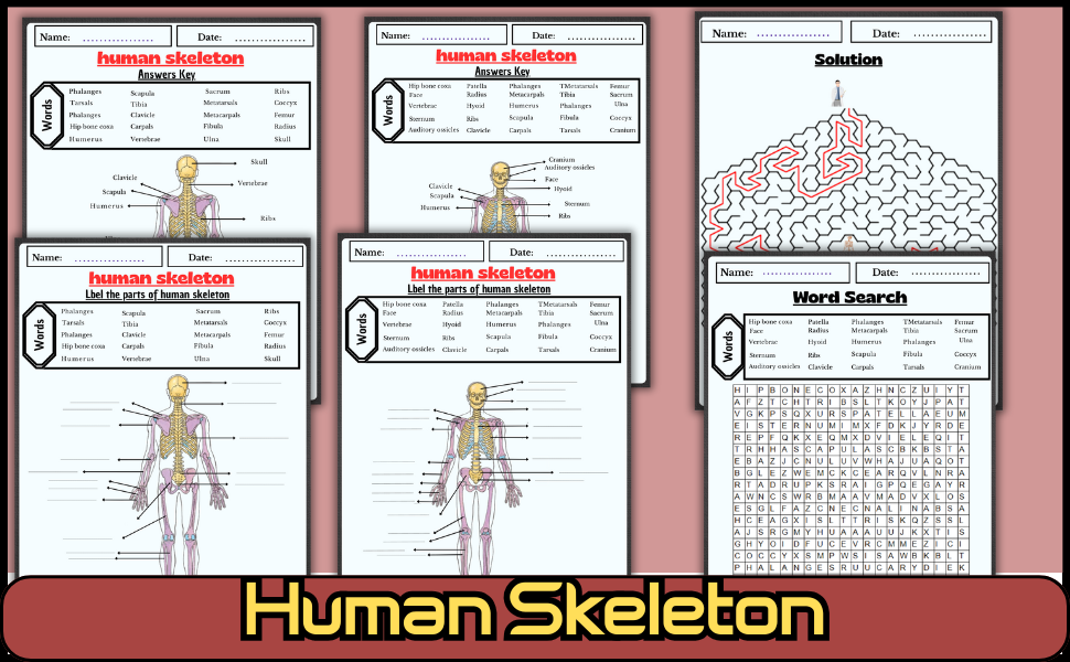 Human skeleton worksheet/Label the skeleton/Skeletal system printable ...