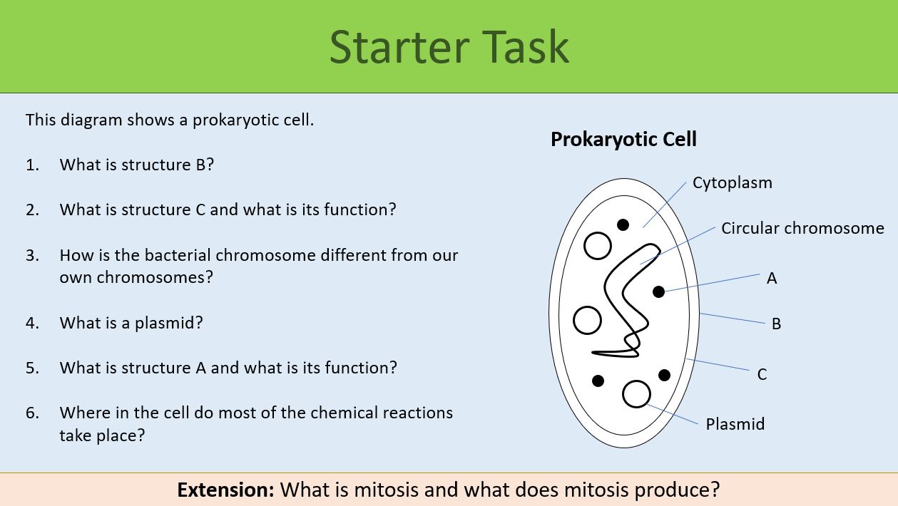 Bacteria Reproduction Lesson GCSE Biology | Teaching Resources