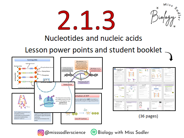 OCR A level Biology 2.1.3 Nucleotides and nucleic acids (approx 10 ...