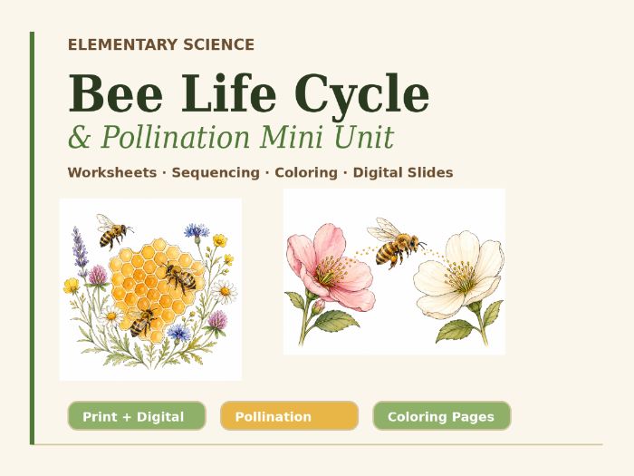 Bee Life Cycle Worksheets + Pollination Activities | Print | Teaching ...