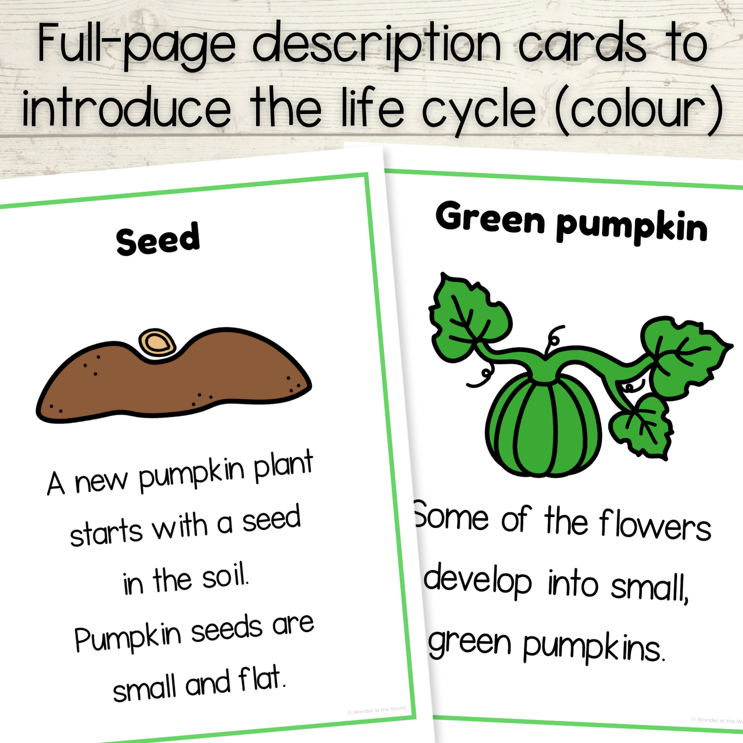 Life cycle of a pumpkin spinner wheel sequencing activity autumn ...