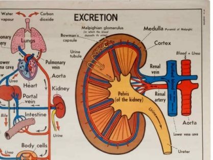 Excretion - Cambridge IGCSE Biology | Teaching Resources