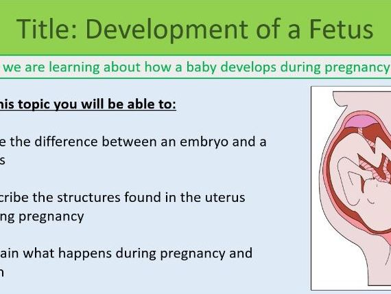 KS3 ~ Year 7 ~ Reproduction B1c Biology | Teaching Resources