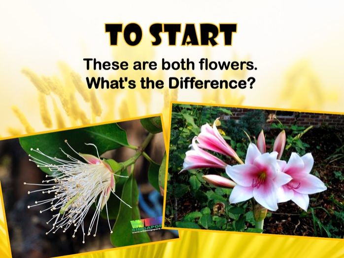 Spreading Pollen | Teaching Resources