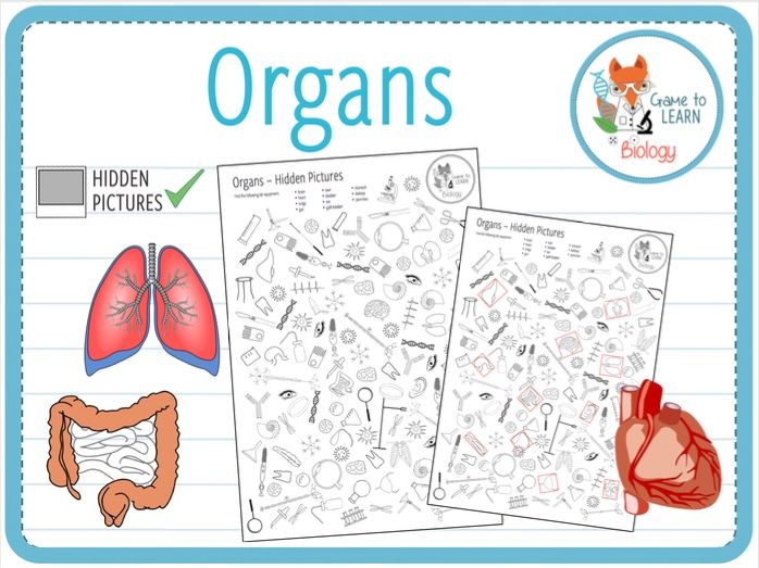 Organs - Hidden Pictures (KS3/4) | Teaching Resources