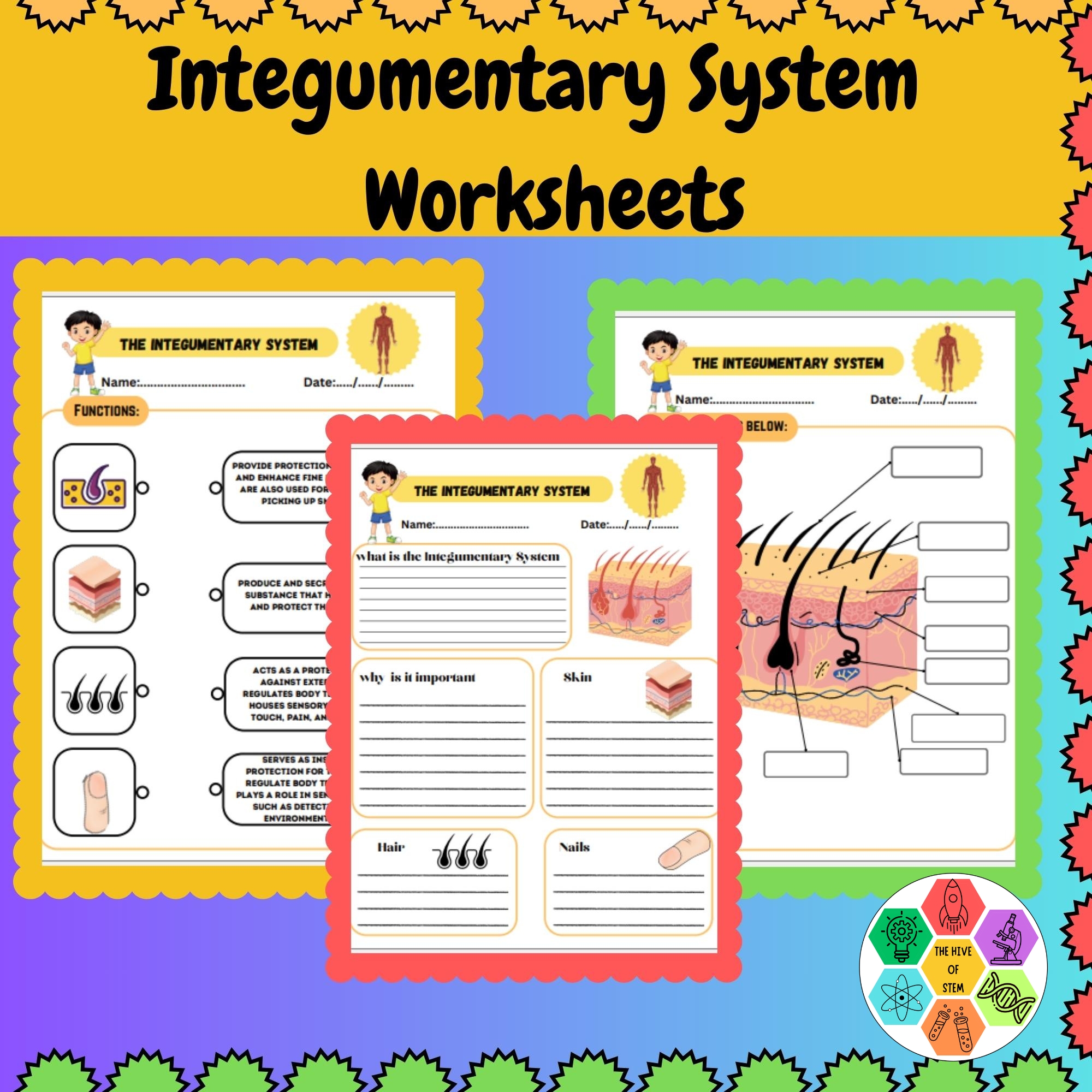 Human Body Systems | Integumentary System | Worksheets and activities ...