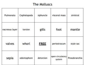 "The Molluscs" Bingo for a Zoology Course | Teaching Resources