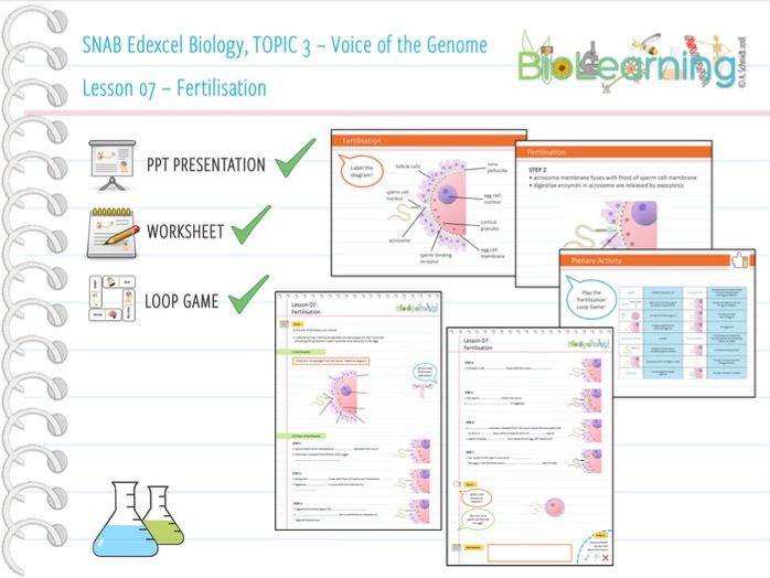 SNAB Biology Topic 3 - Lesson 07 (Fertilisation) - WS, PPT and Loop ...