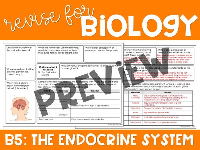 AQA GCSE Biology Revision Endocrine System | Teaching Resources