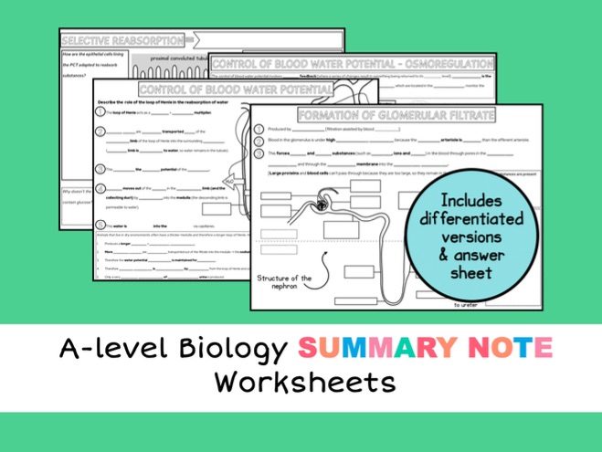 Kidney Homeostasis A-level Biology Summary Worksheet Bundle | Teaching ... Kidney Homeostasis A-level Biology Summary Worksheet Bundle | Teaching ...