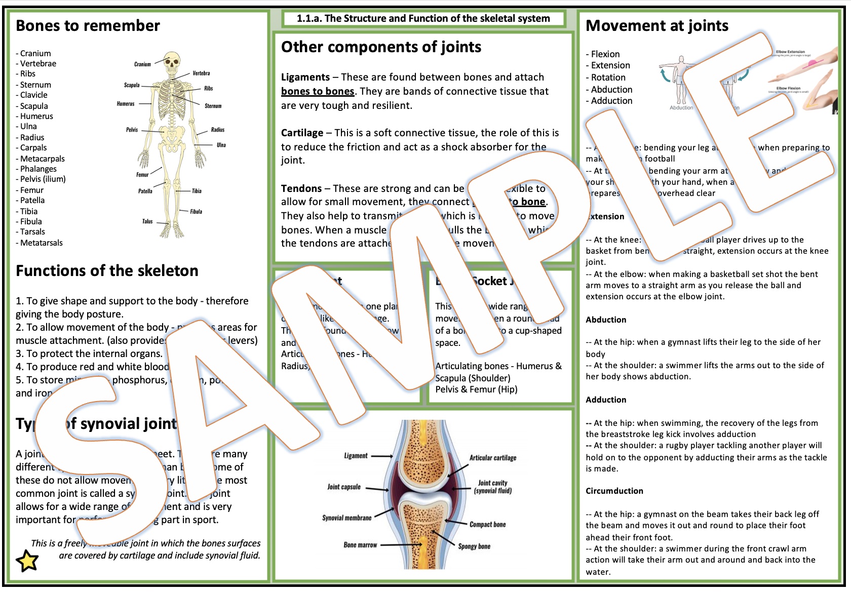 GCSE PE Structure Function Of The Skeletal System Teaching Resources