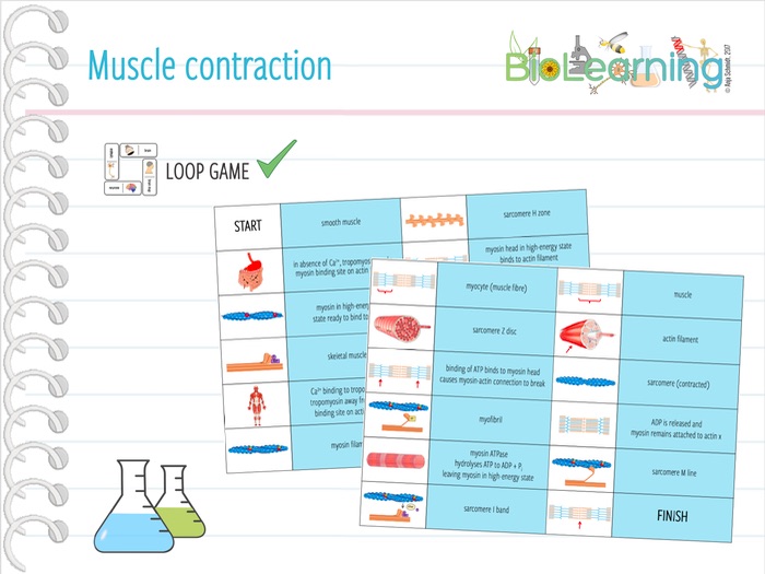 Muscle contraction - Loop Game (KS5) | Teaching Resources